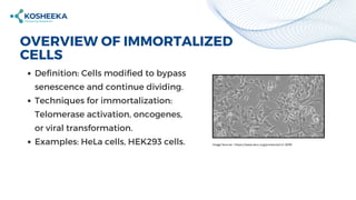 Immortalized Cells vs. Cancer Cells | kosheeka | PPT