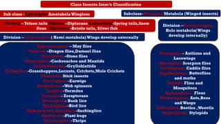 Imms classification.pptx.msc entomology. | PPTX