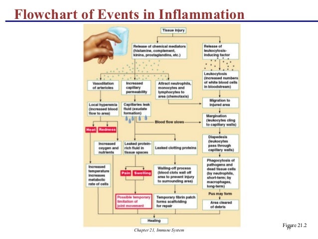 Inflammatory Response Flow Chart