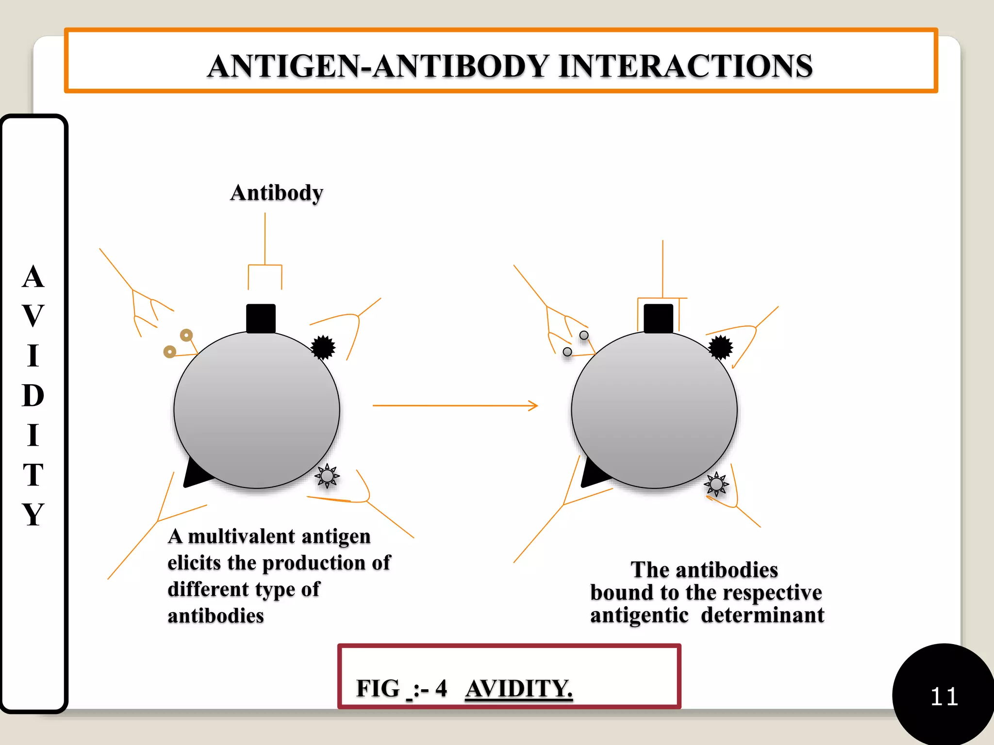 antigen antibody interaction | PPTX