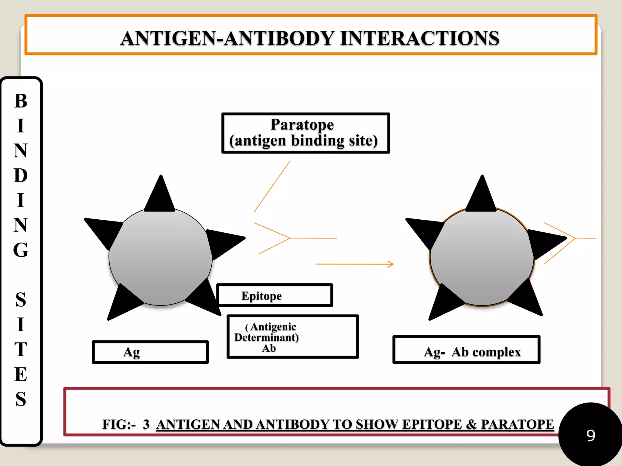 antigen antibody interaction | PPTX