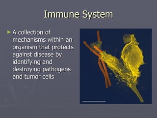 Immune System | PPT