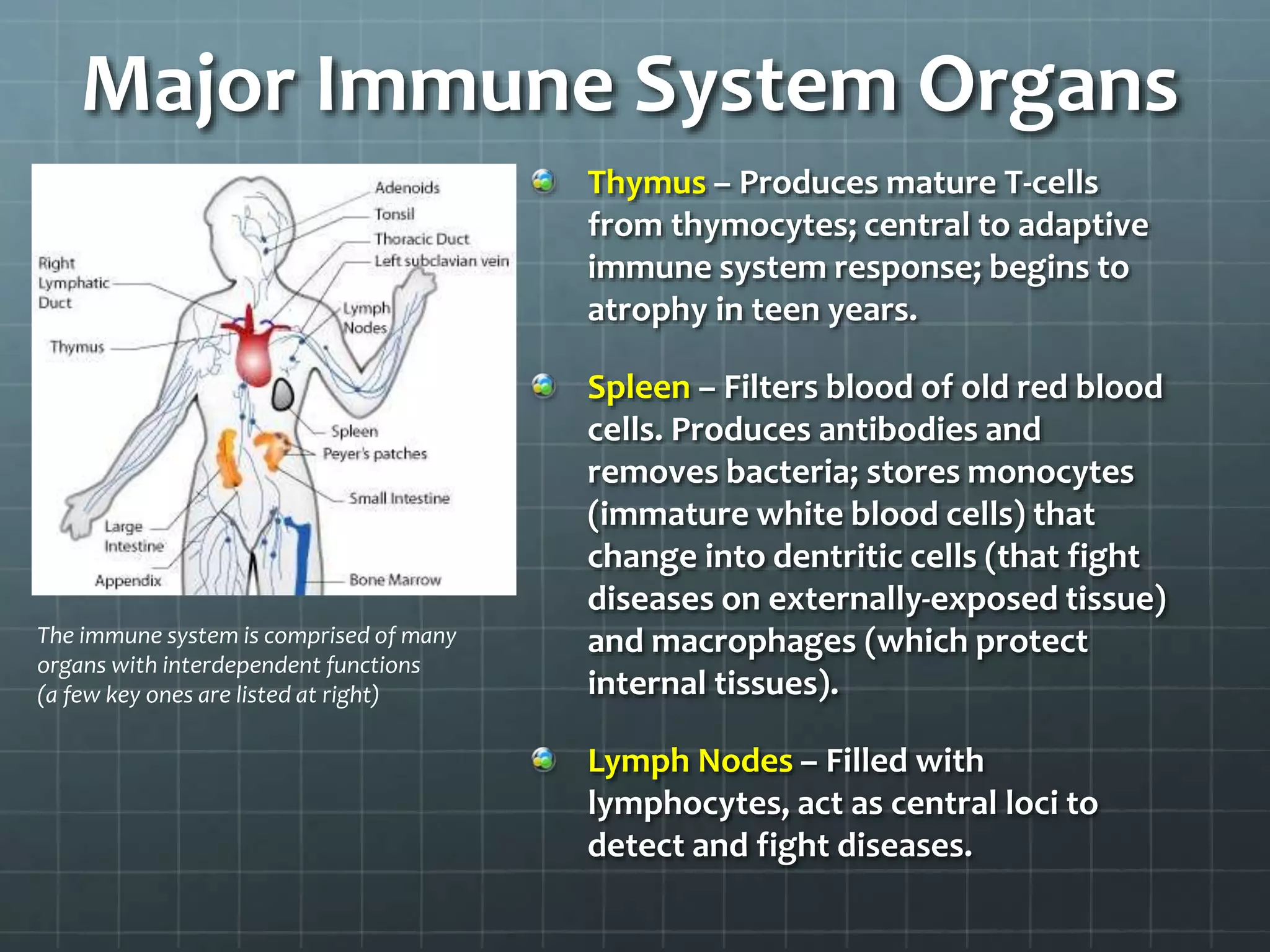 How the Immune System Protects Your Body | PPTX