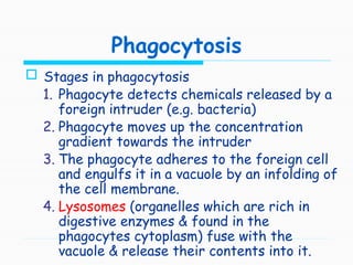 Comprehensive Overview of the Immune System: Phagocytosis and Antibody ...