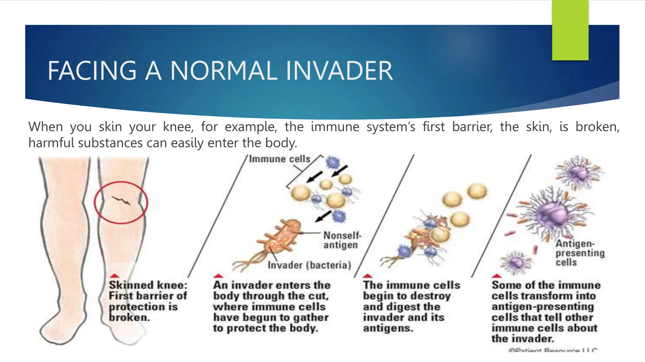 STEM 12 Biology 2: Plant and Animal Immune System | PPTX
