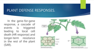 STEM 12 Biology 2: Plant and Animal Immune System | PPTX