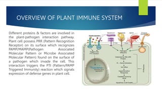 STEM 12 Biology 2: Plant and Animal Immune System | PPTX