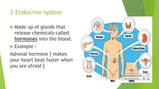 Immune and endocrine system | PPTX
