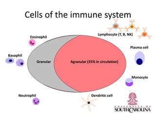 immune cells.ppt