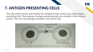 Cells of immune system, Lymphocytes, Macrophages, Dendritic Cells ...