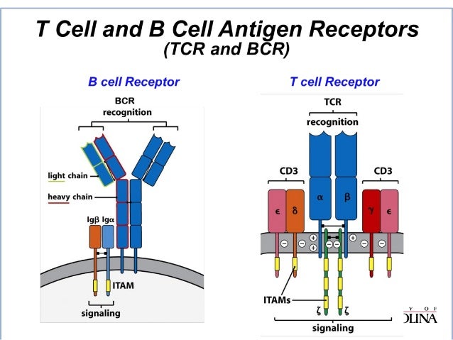 Immune cells 3rd lecture