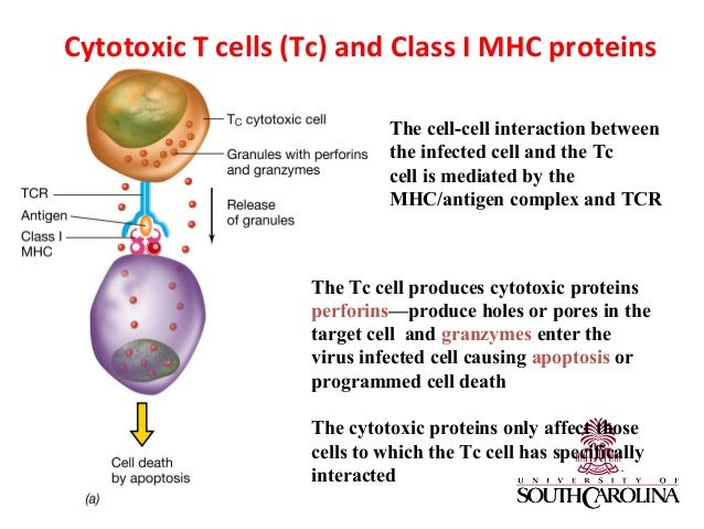 Immune cells 3rd lecture