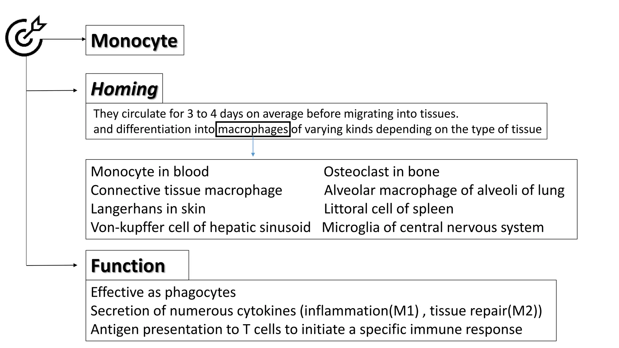 Histology of Immune cells | PPTX
