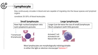 Histology of Immune cells | PPTX