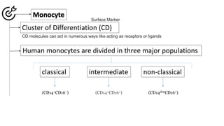 Histology of Immune cells | PPTX