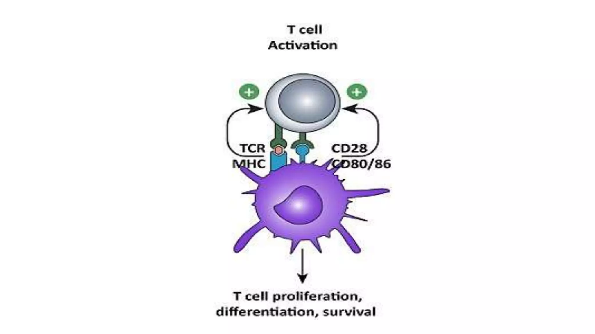 Immune cell therapy | PPTX