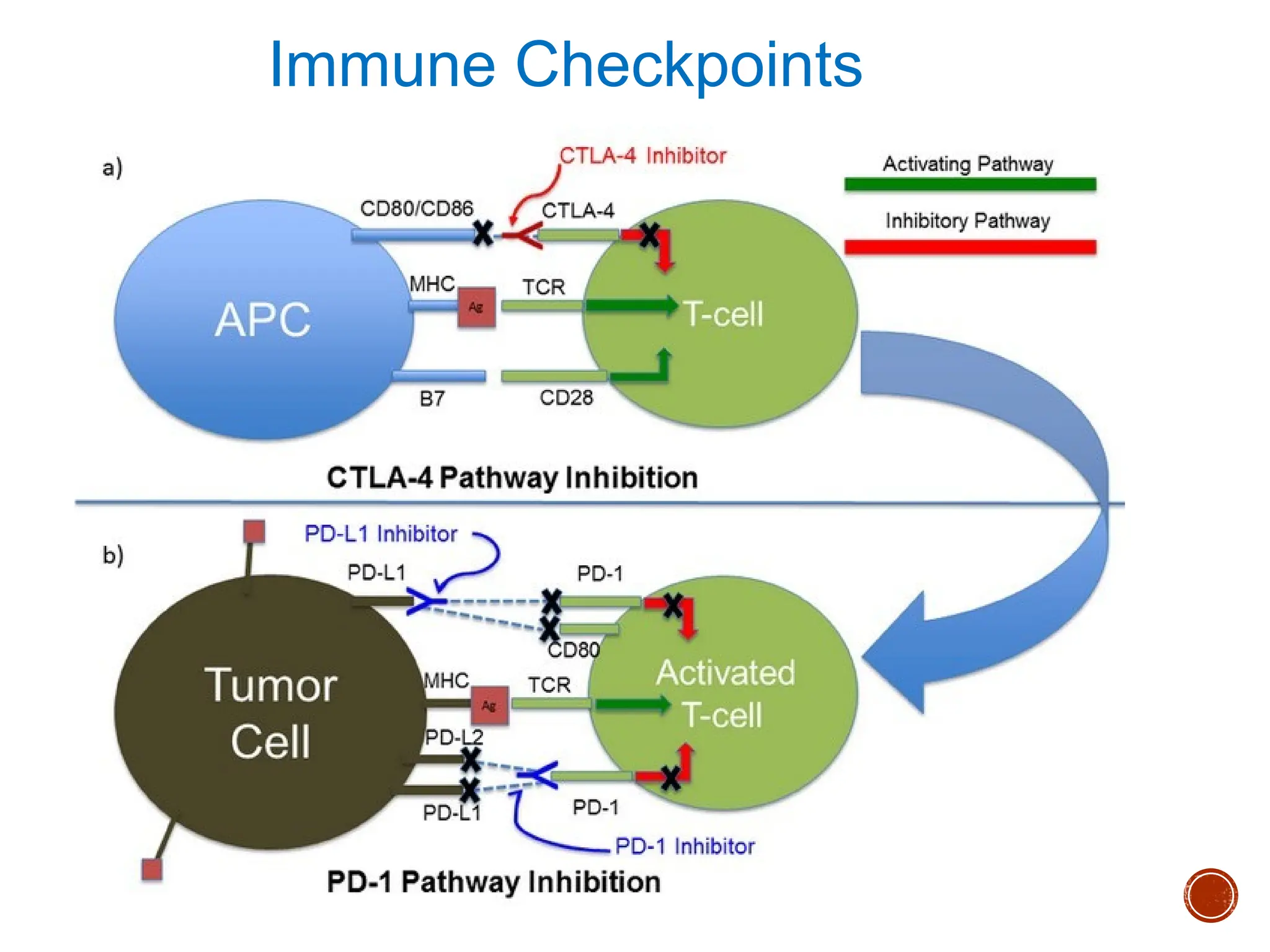 Immune Checkpoint Inhibitors and their uses.pptx