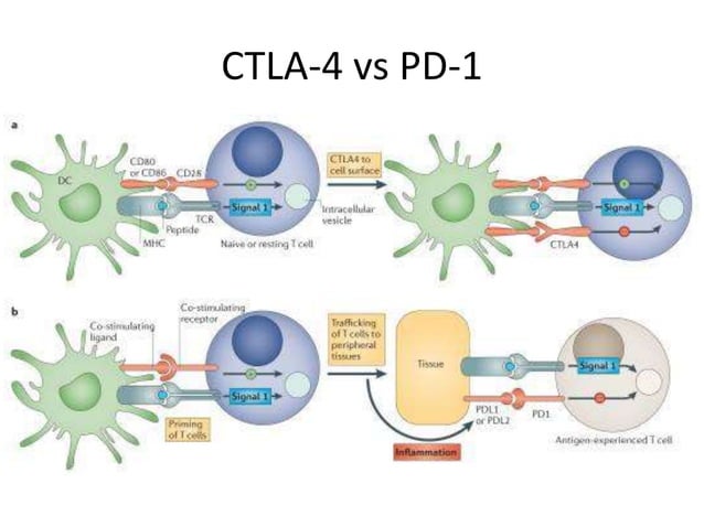 Immune check point inhibitors and adverse effects | PPTX | Lung and ...