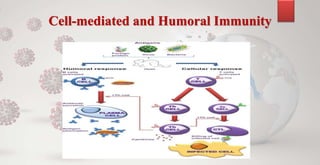 Immune Deficiency | PPT