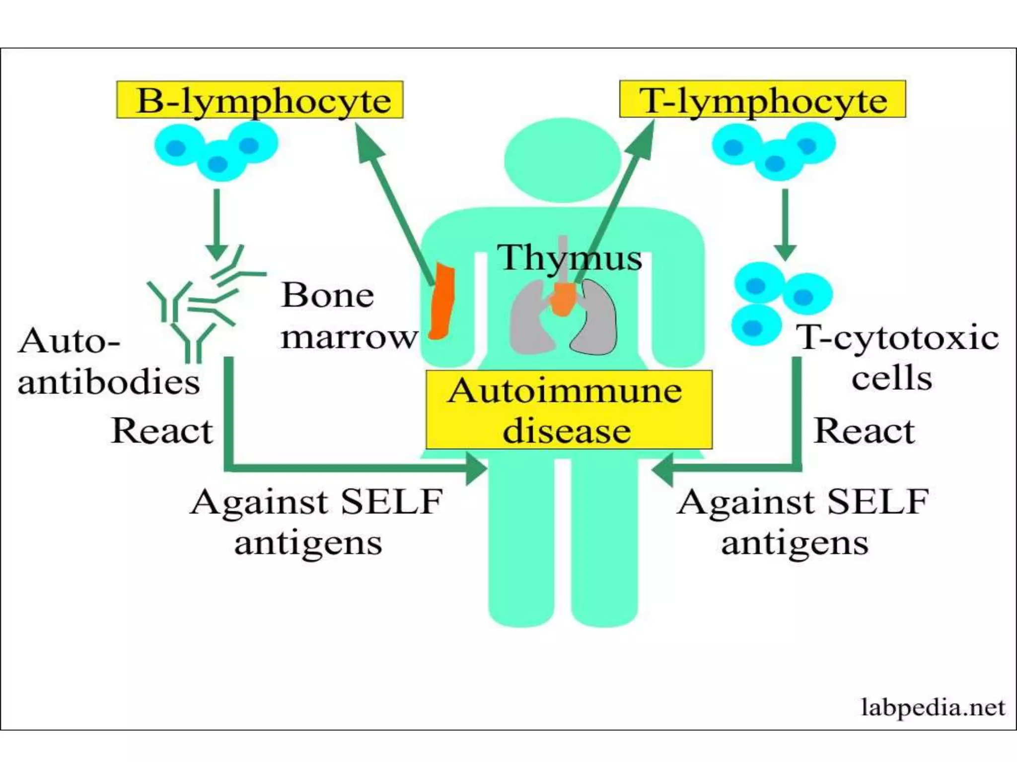 IMMUNE DYSFUNCTION -AUTOIMMUNITY.pptx