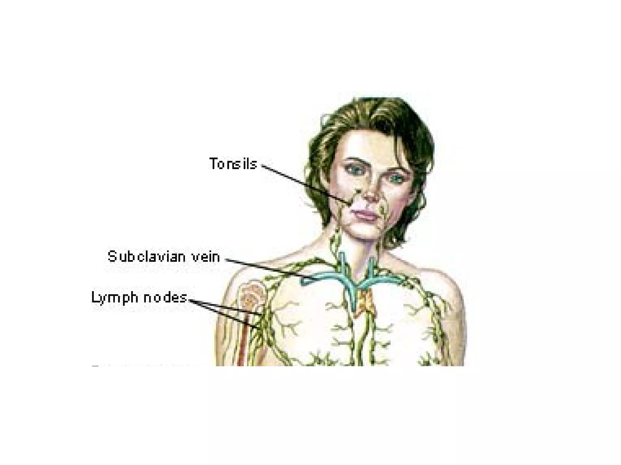 Immune lymphatic and endocrine system | PPT
