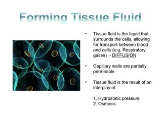 Immune lymphatic and endocrine system | PPT