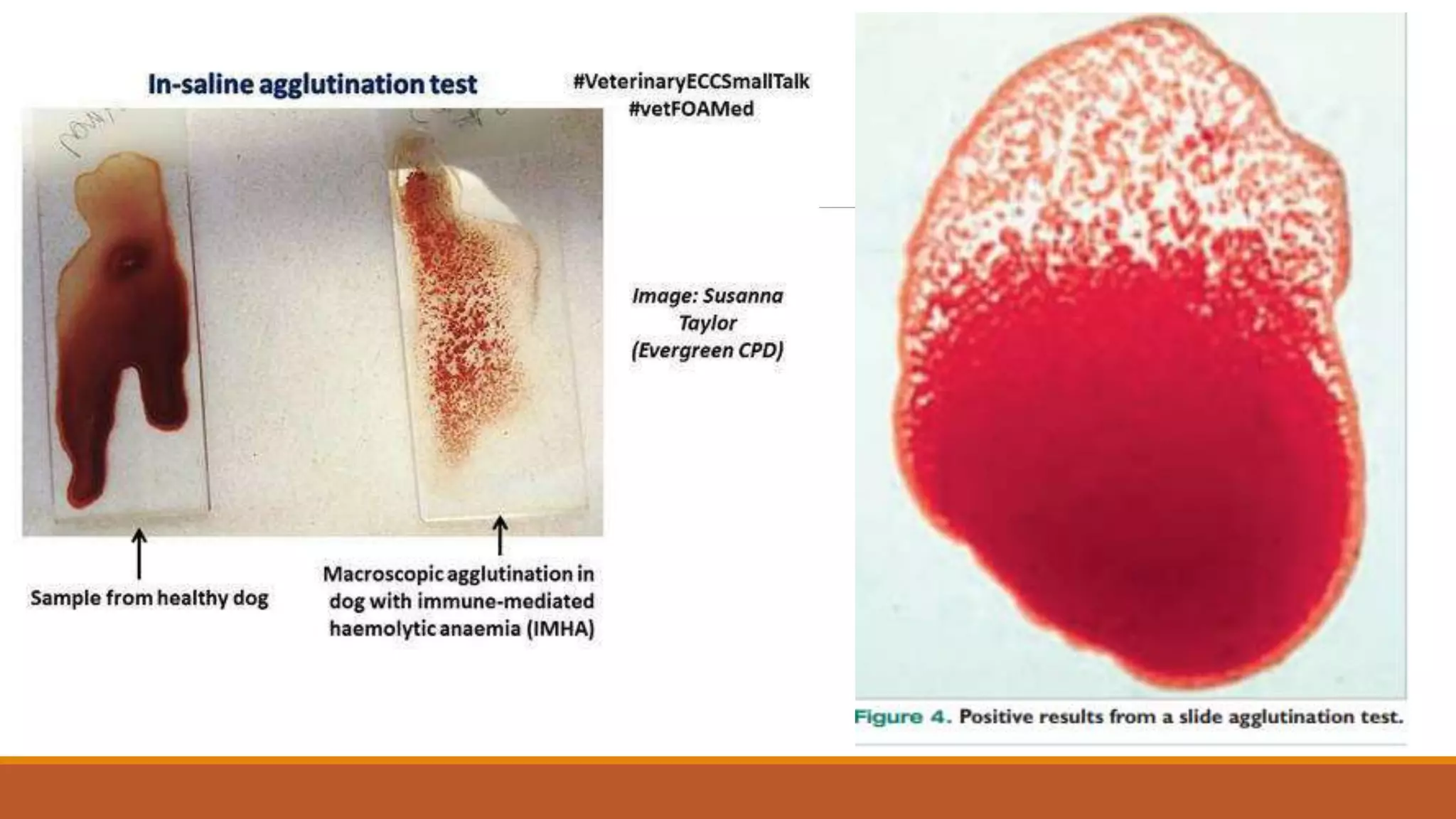 Immune mediated haemolytic anemia in dogs | PPTX