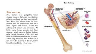 The immune system is a complex network of organs, cells and proteins ...