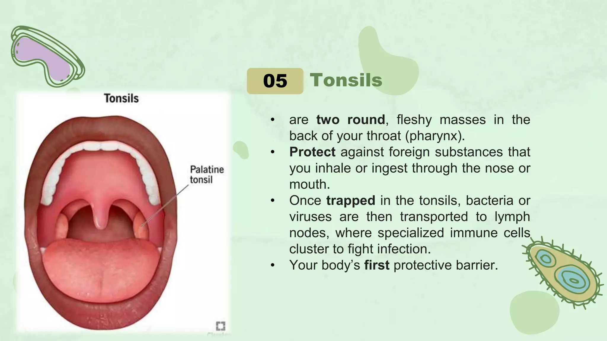 immune organs final-1.pptx