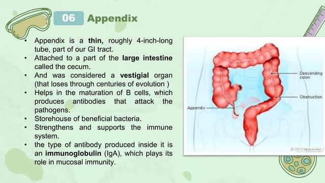 immune organs final-1.pptx