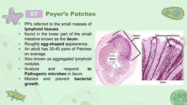 immune organs final-1.pptx
