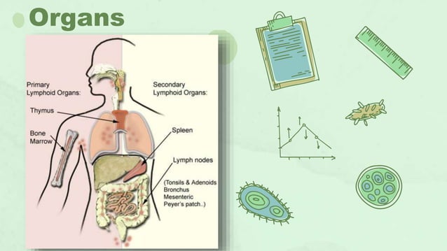 immune organs final-1.pptx