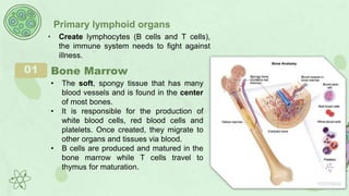 immune organs final-1.pptx