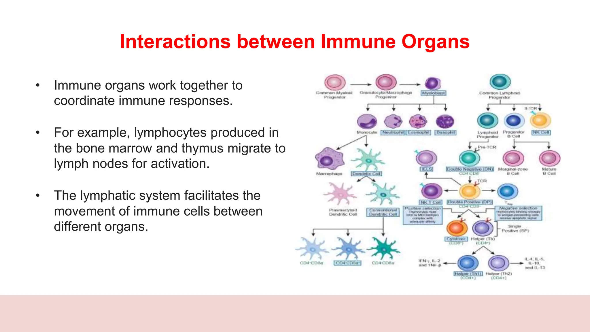 Immune organs and diseases related to it | PPT