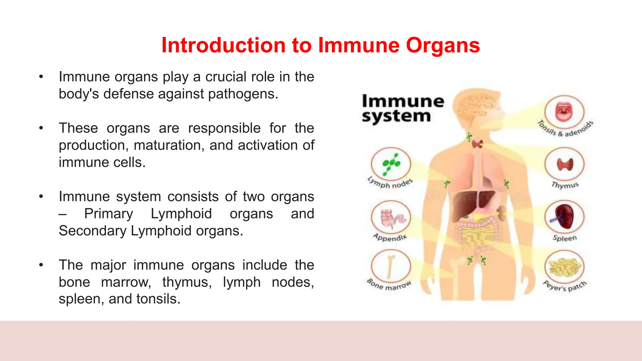Immune organs and diseases related to it | PPT