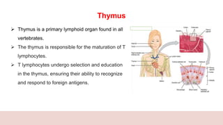 Immune organs and diseases related to it | PPTX
