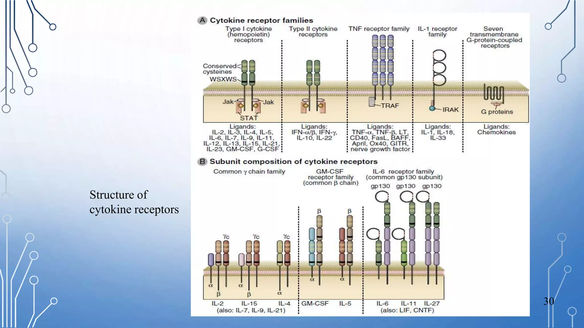 Immune receptors | PPTX