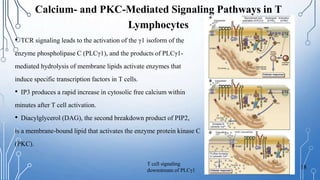Immune receptors | PPTX