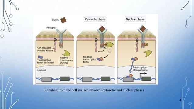 Immune receptors | PPTX | Endocrine and Metabolic Diseases | Diseases ...