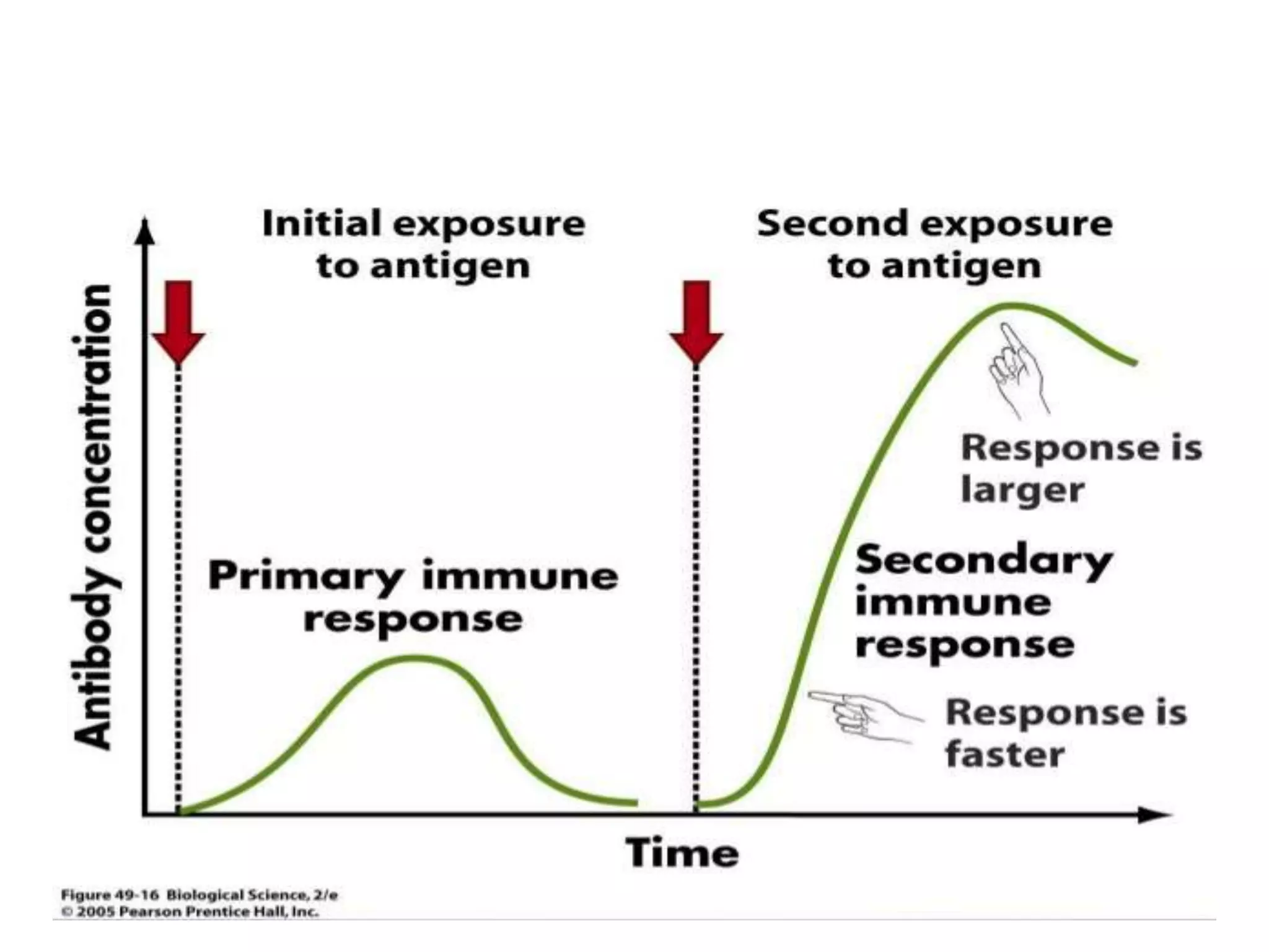 Immune response.ppt