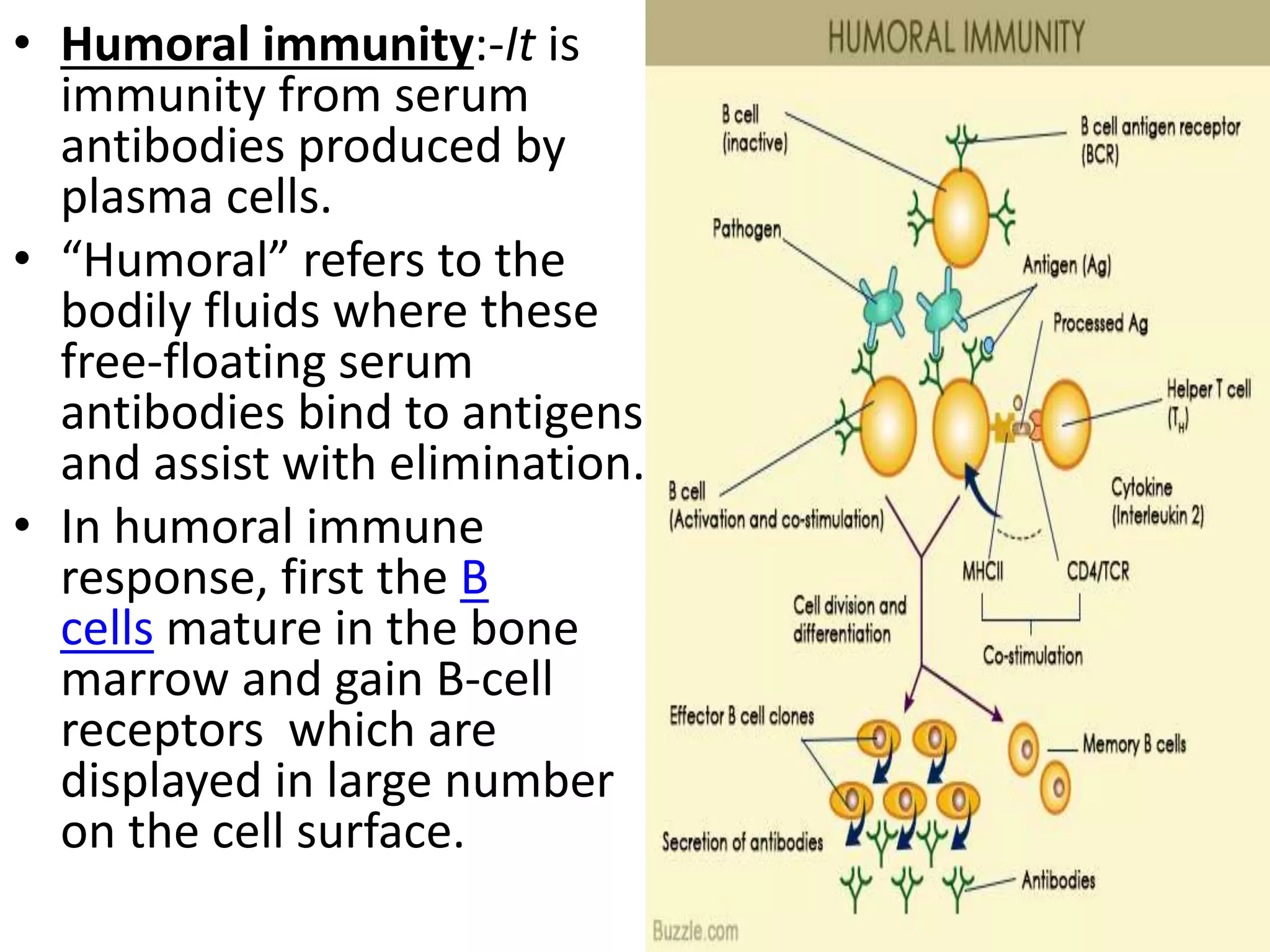 Immune response.ppt