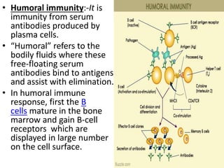Immune response.ppt