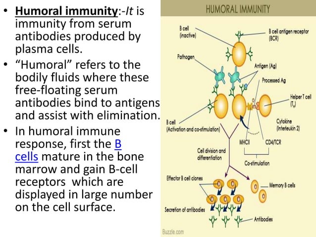 Immune response.ppt