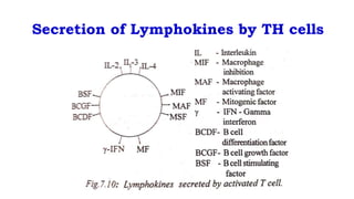 Immune Response.pptx