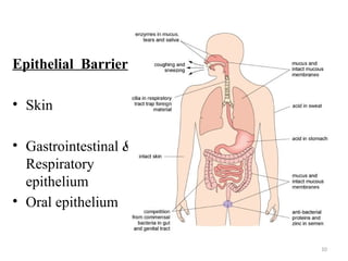 Comprehensive Overview of the Immune Response: Anatomy, Physiology, and ...