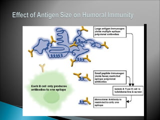 immune response 2.ppt powerpoint presentation | PPT