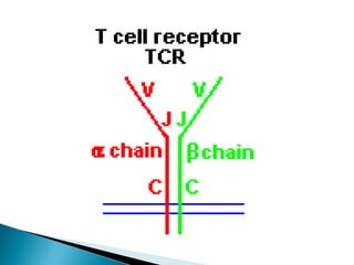 immune response 2.ppt powerpoint presentation | PPT