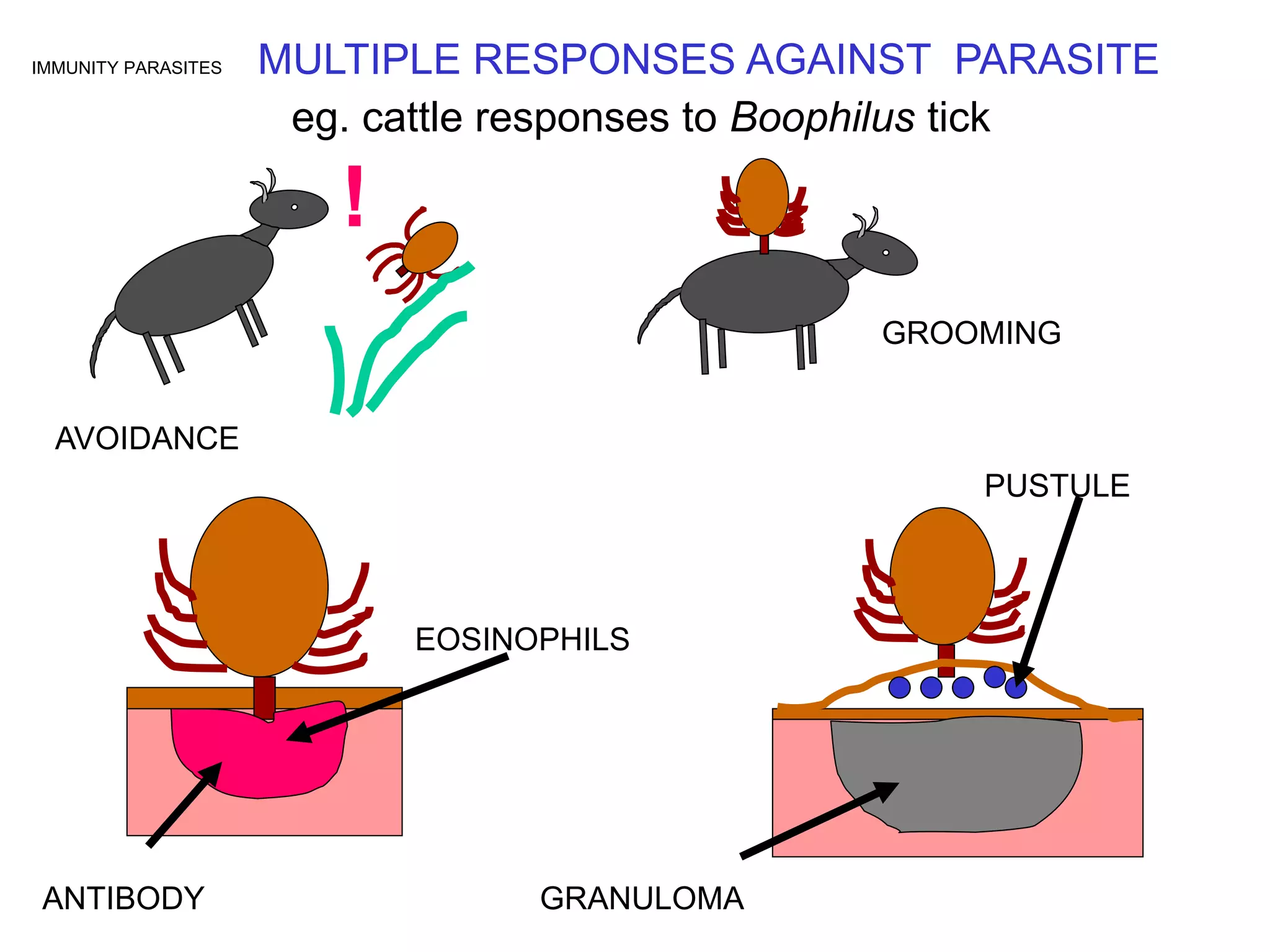 immune response against protozoa.ppt