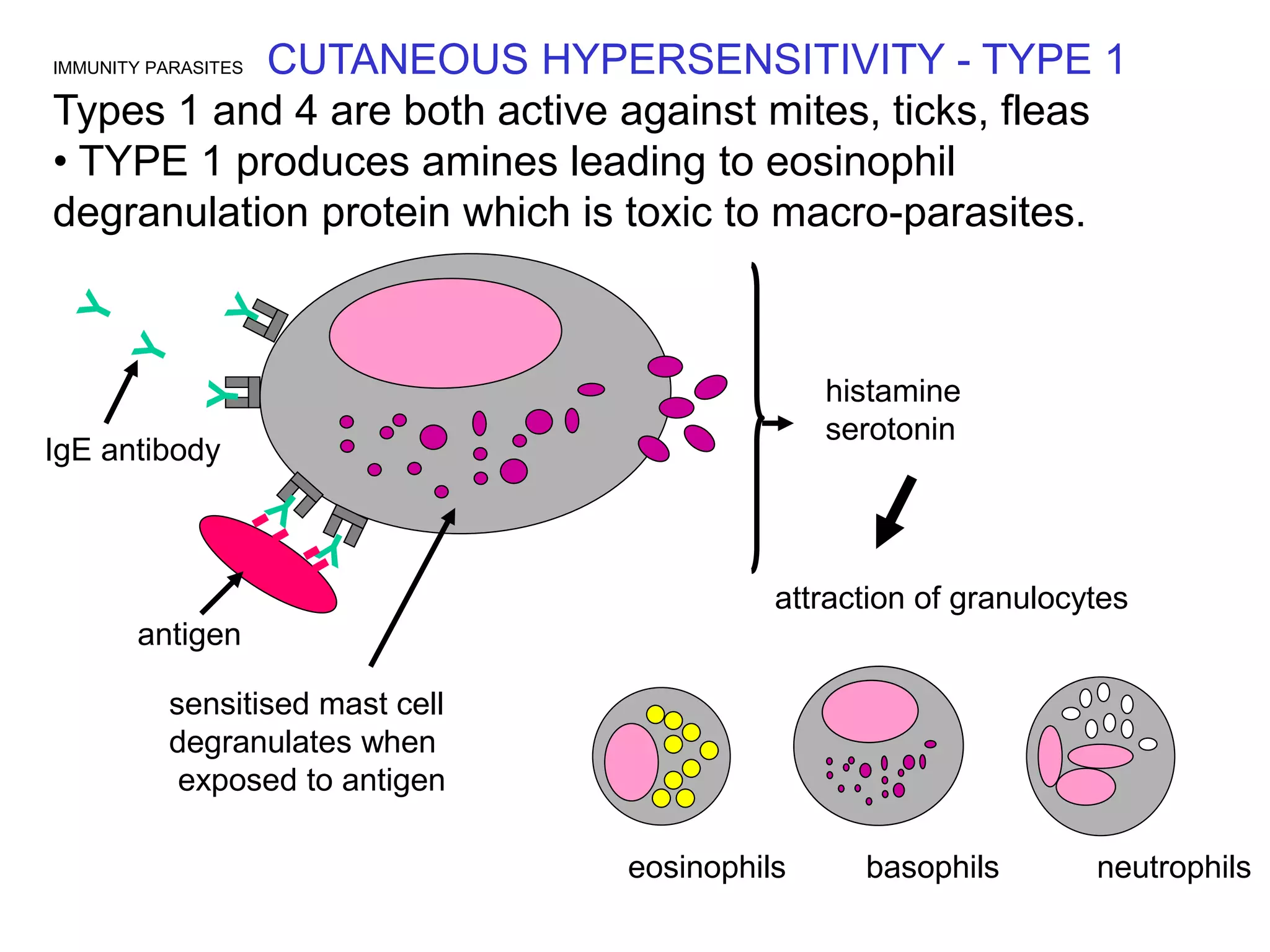 immune response against protozoa.ppt