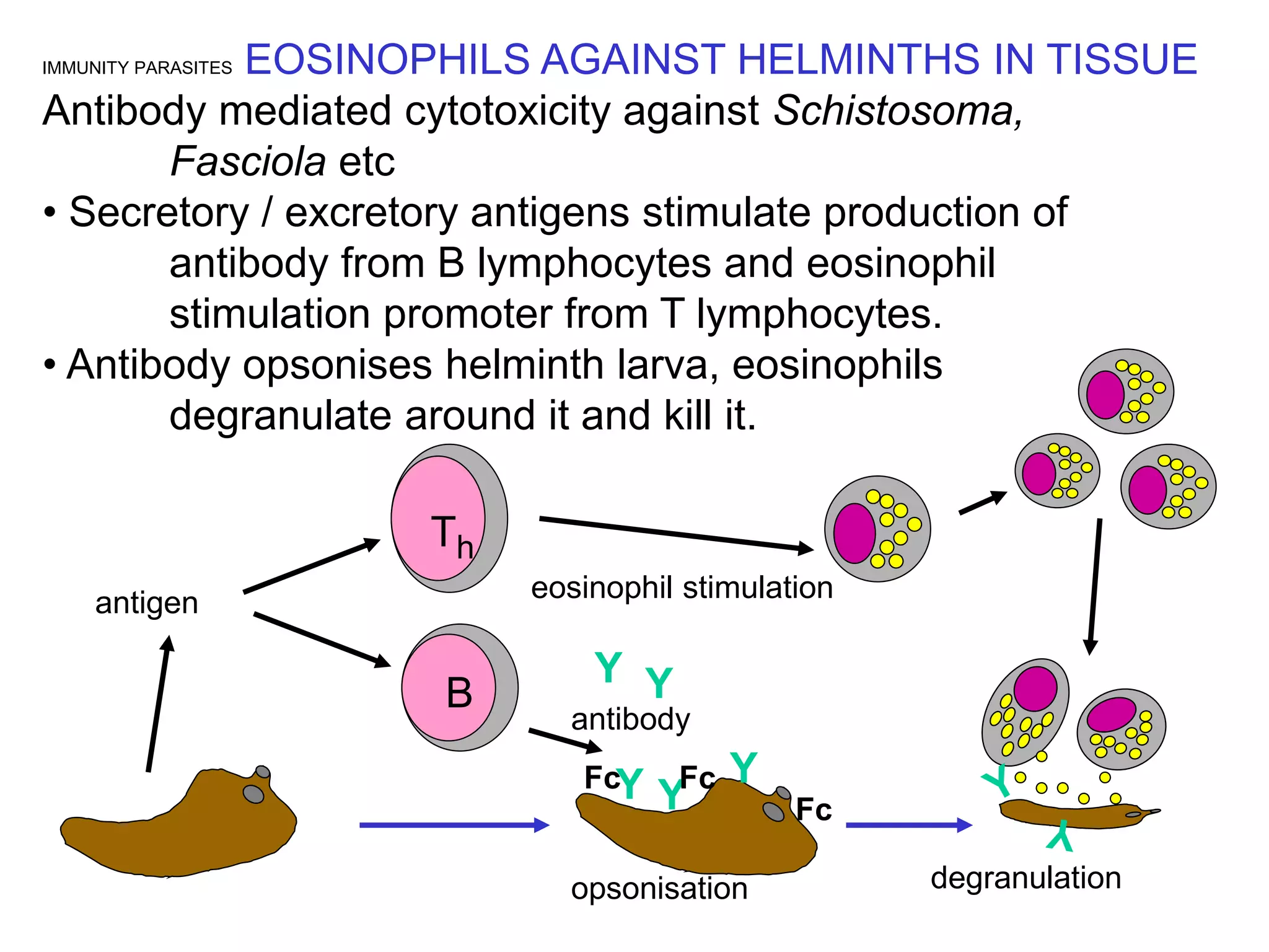 immune response against protozoa.ppt